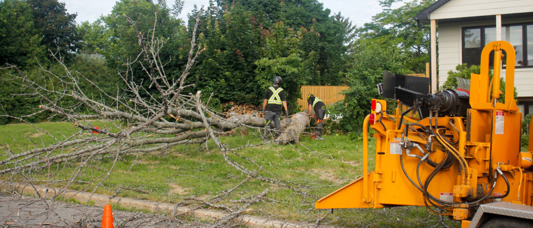 Tree Removal – Tree Service | Arbo MTL