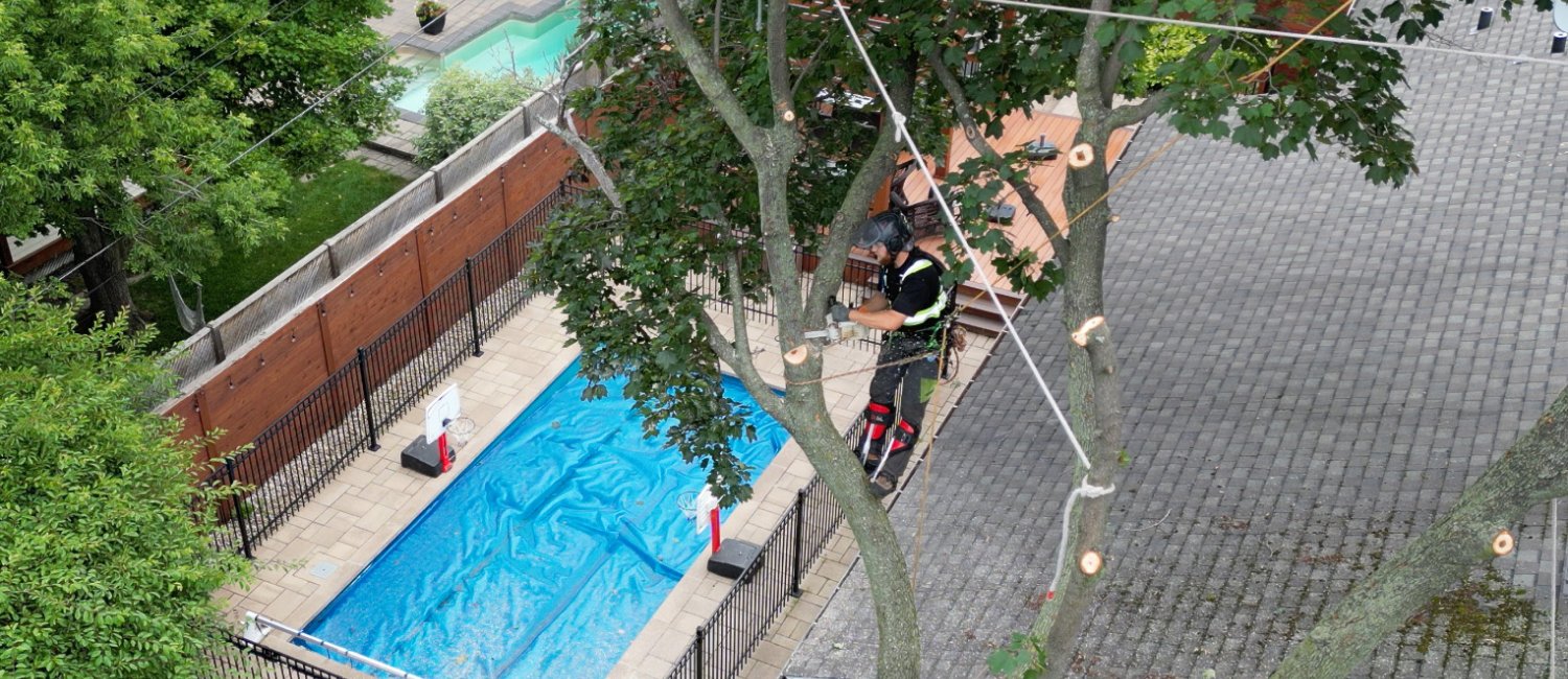 Tree & Hedge Pruning – Tree Services | Arbo MTL