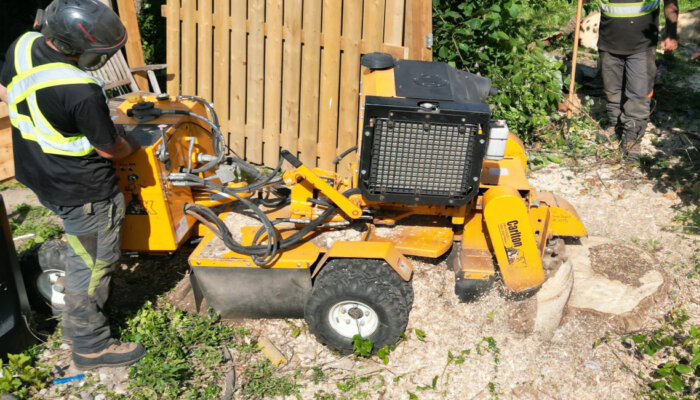 Stump Removal – Tree Service | Arbo MTL