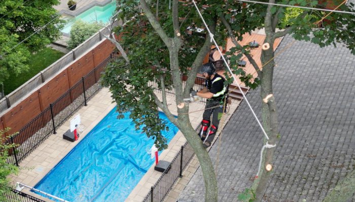 Tree & Hedge Pruning – Tree Services | Arbo MTL