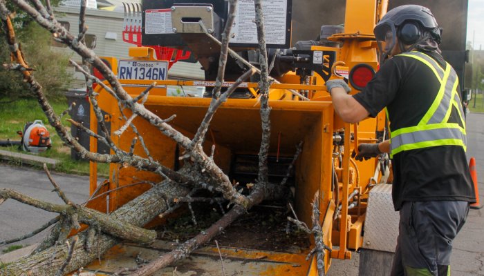 Tree & Hedge Pruning – Tree Services | Arbo MTL