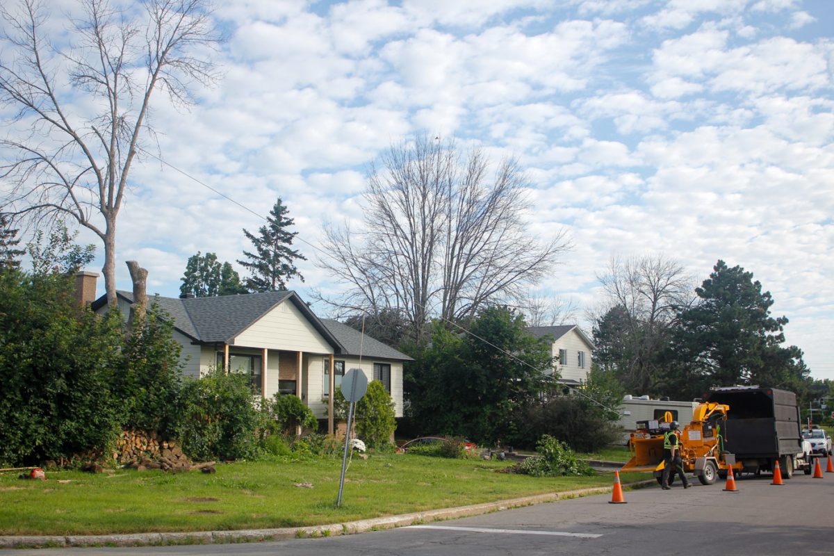Bracing Cabling Tree Services Arbo Mtl